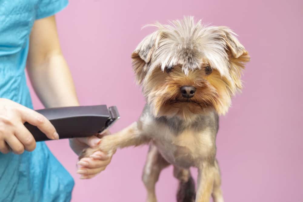 6 Best Dog Grooming Courses Online 2024 Buyers Guide 